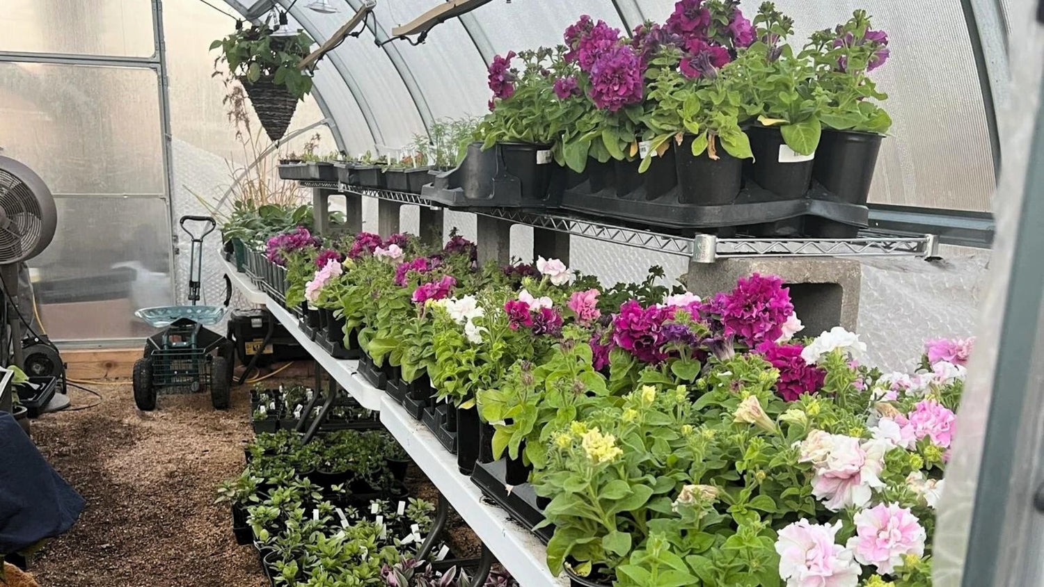 How to Cultivate Flowers in Your Greenhouse: Top Tips for Thriving Blo ...